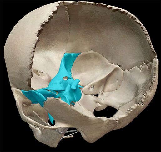 3D Skeletal System Function Of The Sphenoid 3d-skeletal-system-function-of-the-sphenoid